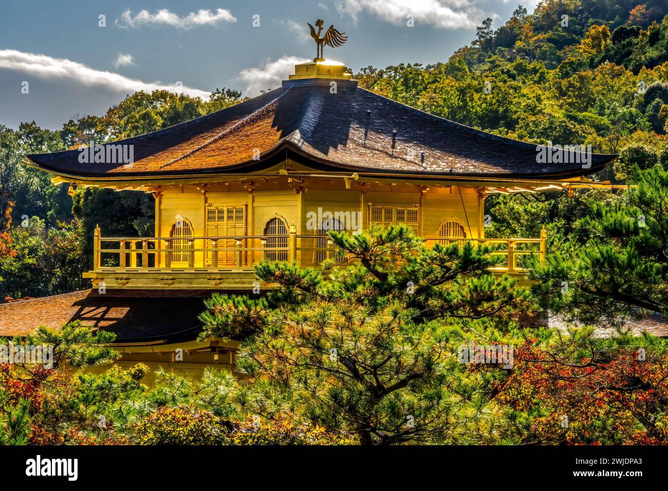 Coloful Fall Leaves Kinkaku-Ji Rokuon-Ji Golden Pavilion Zen Buddhist ...
