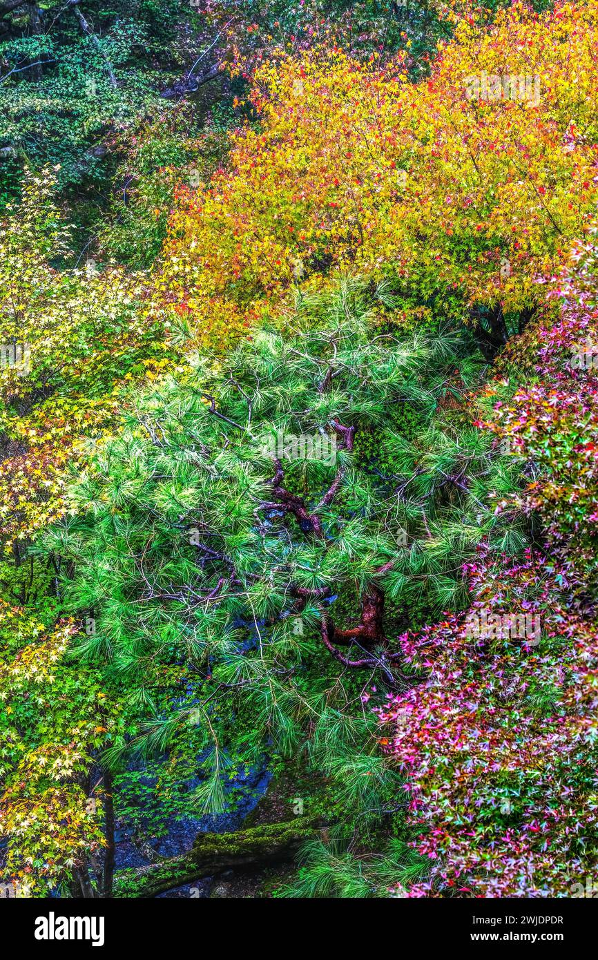 Coloful Yellow Red Fall Leaves Green Pine Tree Blue Stream Tofuku-ji ...