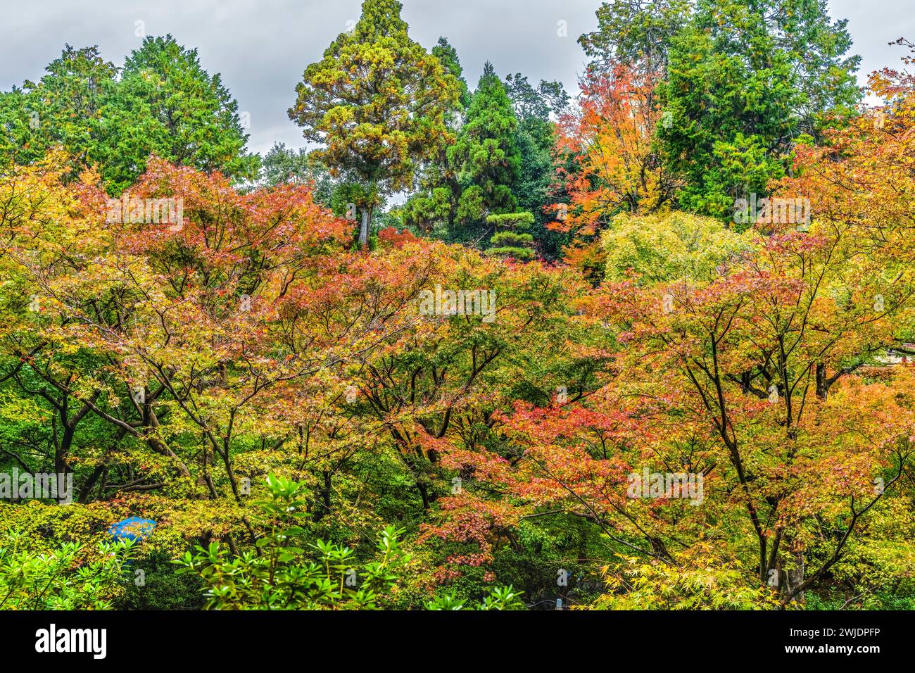 Coloful Raining Walking Yellow Red Fall Leaves Green Tofuku-ji Zen ...