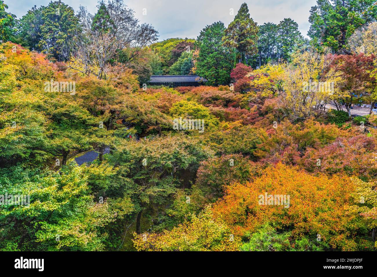 Coloful Platform Raining Walking Yellow Red Fall Leaves Green Tofuku-ji ...