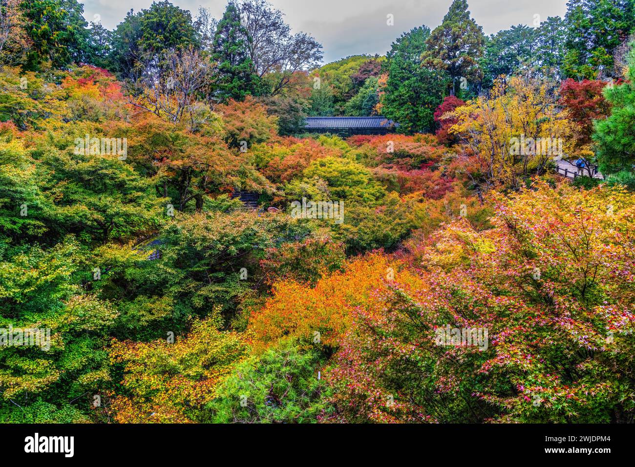 Coloful Platform Raining Walking Yellow Red Fall Leaves Green Tofuku-ji ...