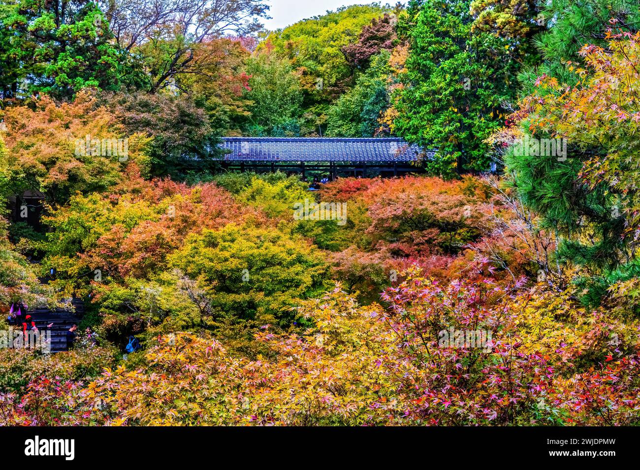 Coloful Platform Raining Walking Yellow Red Fall Leaves Green Tofuku-ji ...