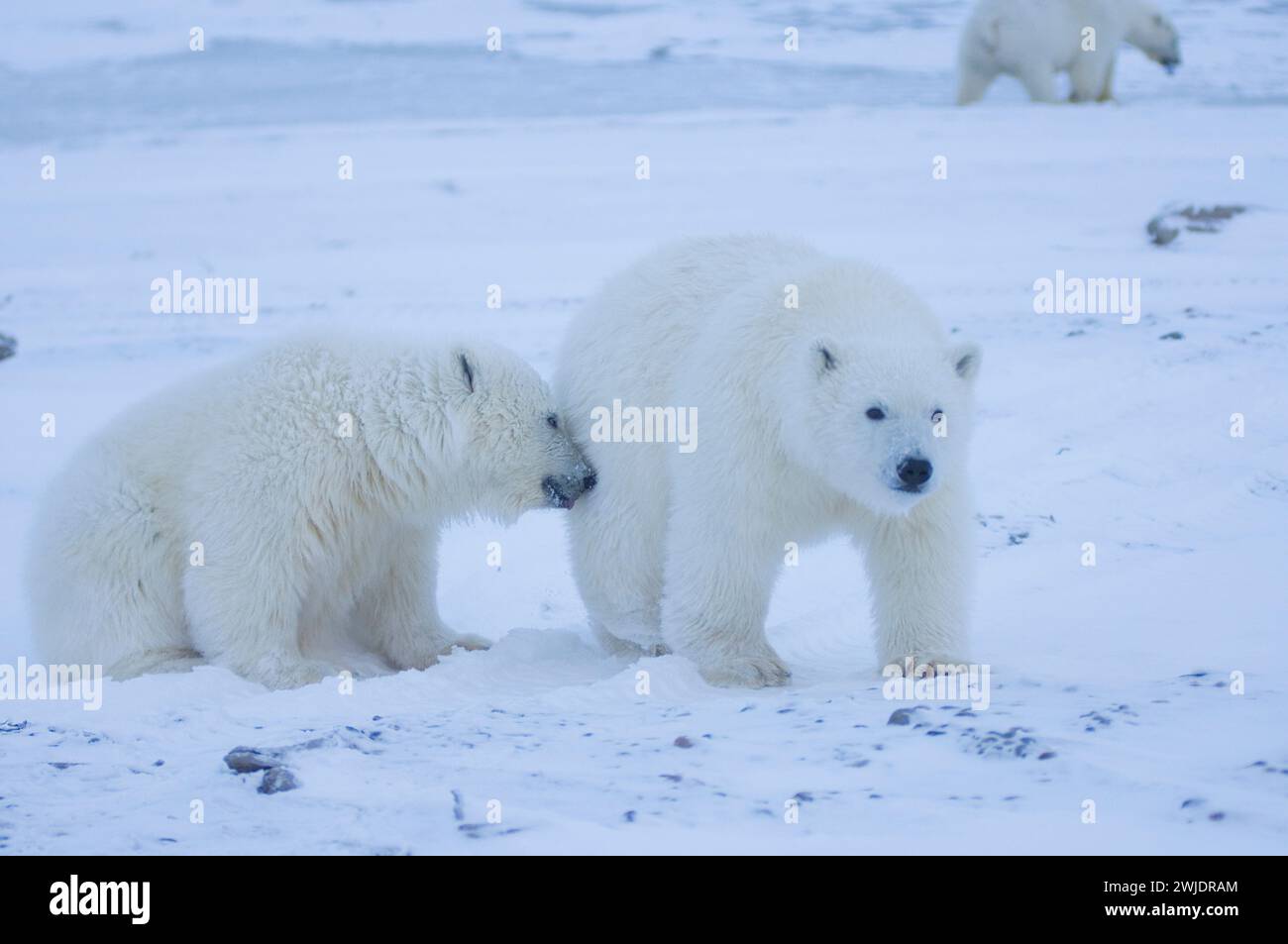 polar bears Ursus maritimus spring cubs playing along a barrier island ...