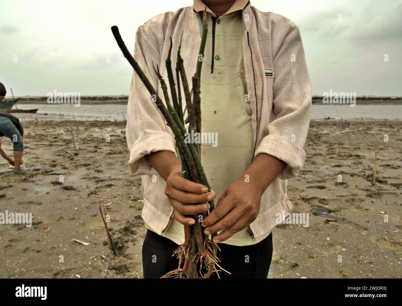 A villager holds mangrove seeds that are about to be planted, as he is ...