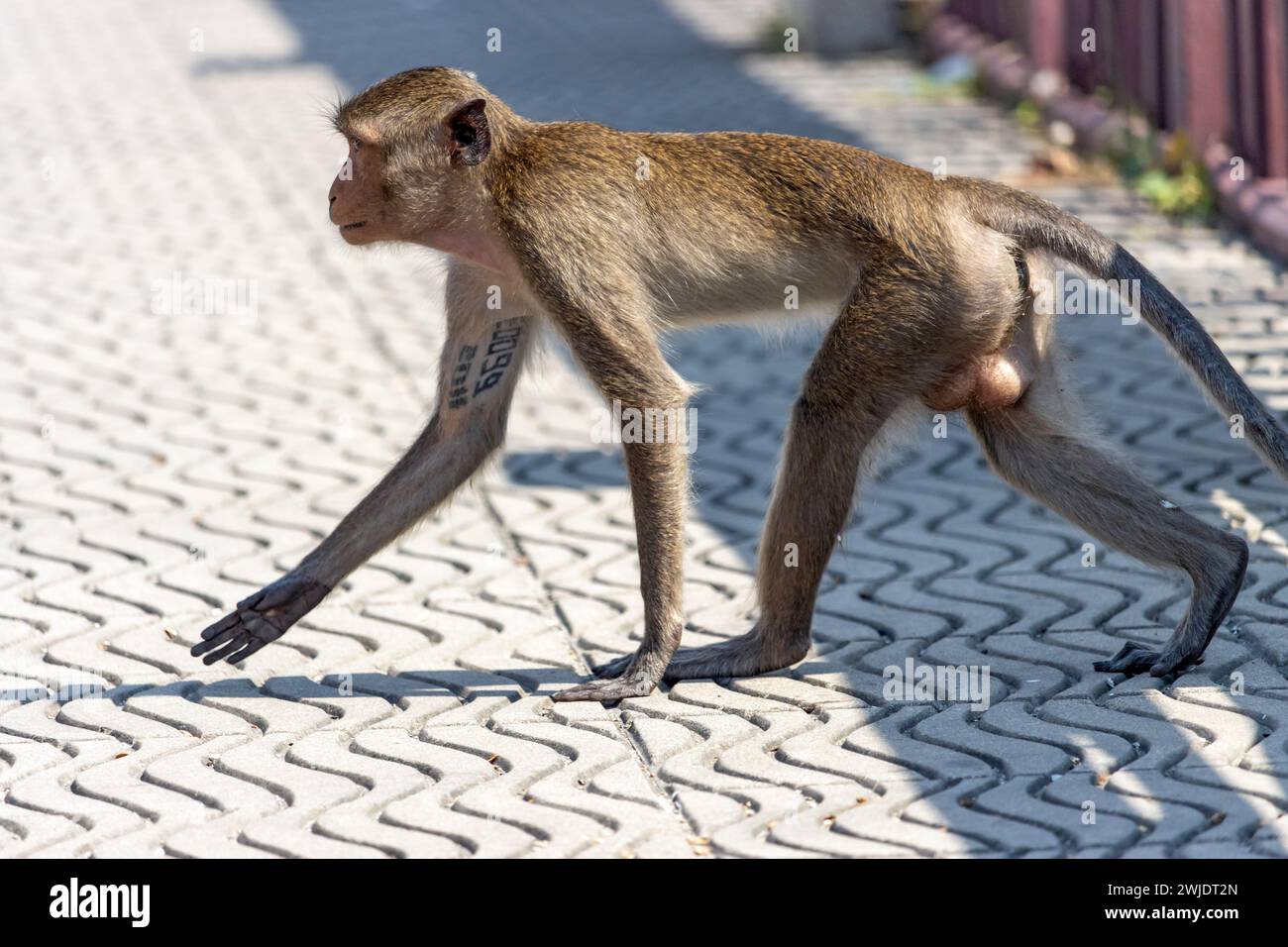 A macaque with registration code on hand is walking on the pavement ...