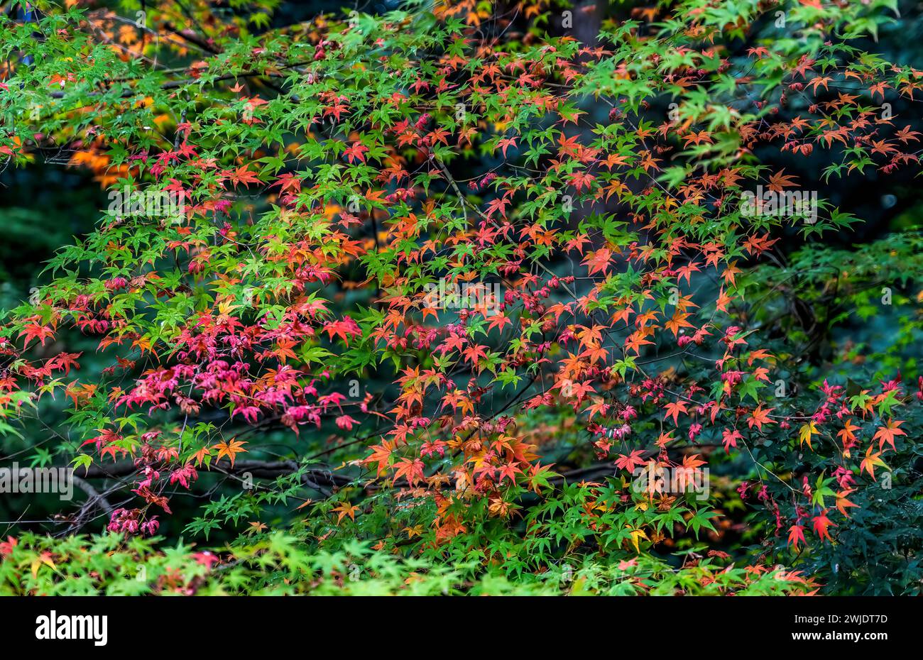 Old traditional zen leaves hi-res stock photography and images - Alamy