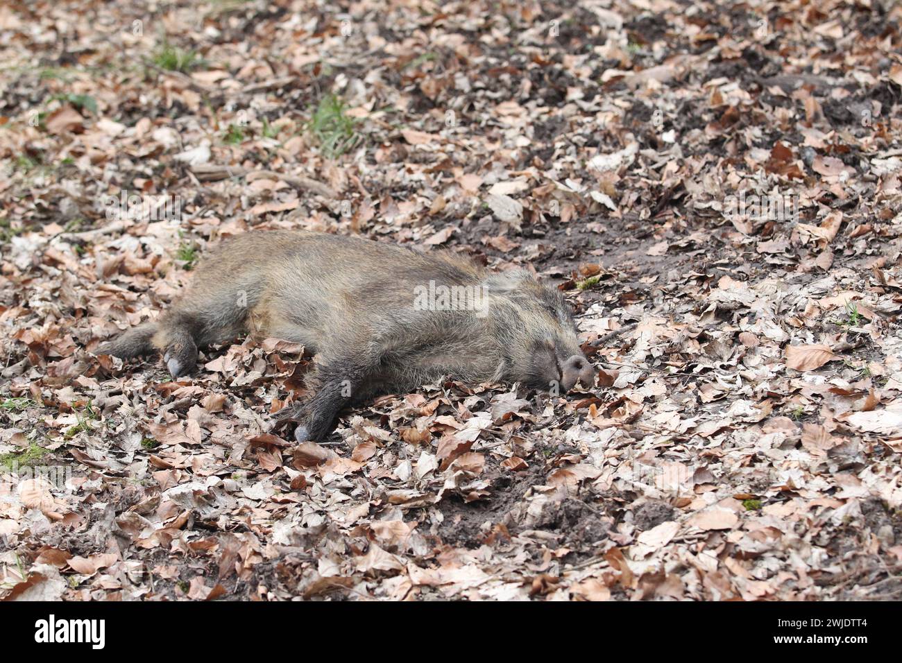 Biosecurity hi-res stock photography and images - Alamy