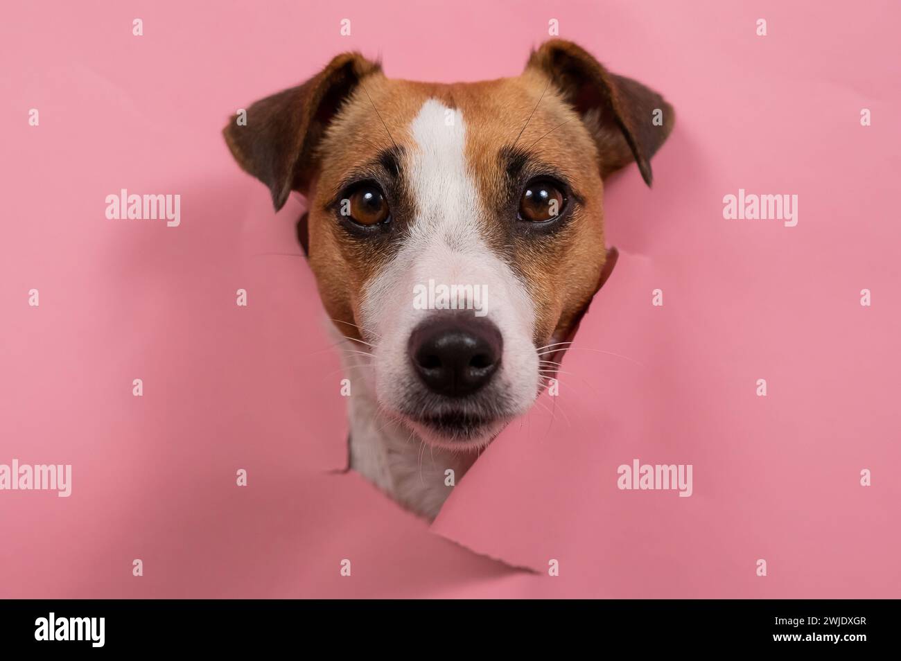 Funny dog jack russell terrier tore pink paper background Stock Photo ...