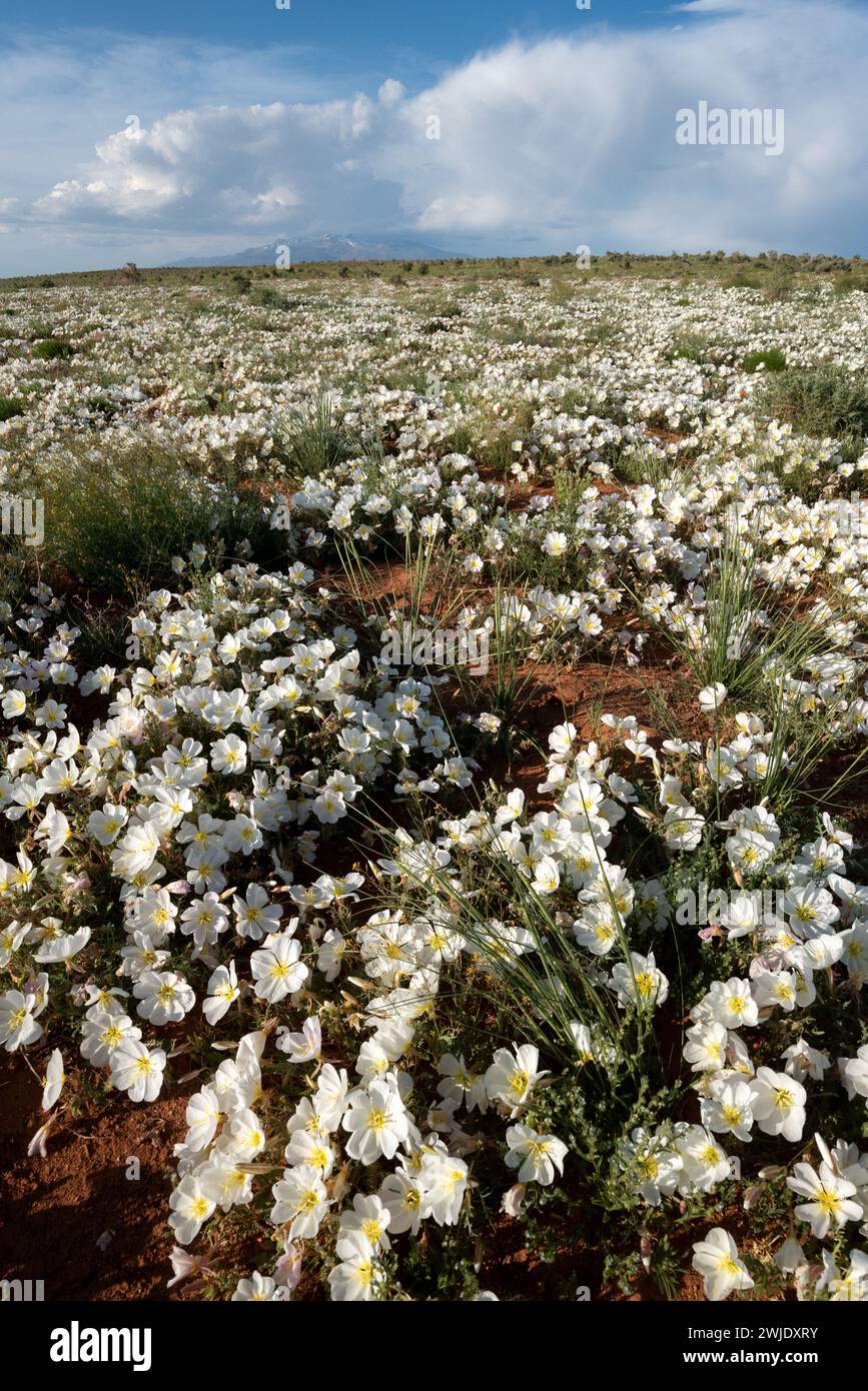 Primrose in bloom after a wet spring in the desert of Southern Utah ...