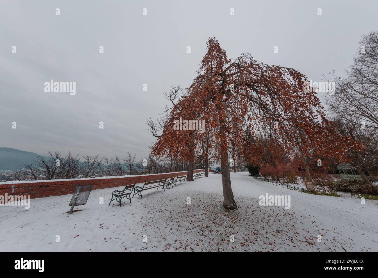 Tree on the top of famous Schlossberg castle in Graz, Austria. Red tree ...