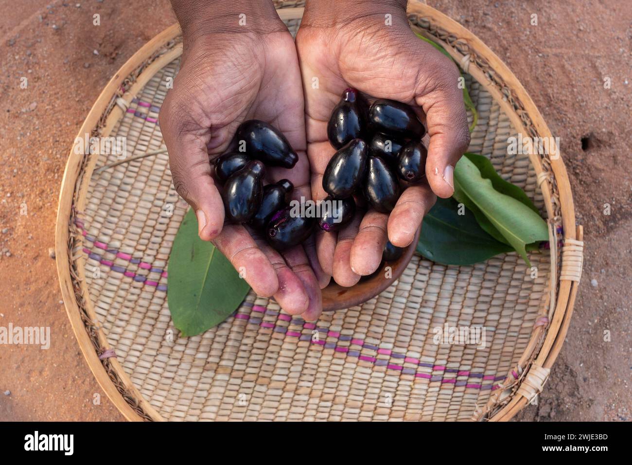 Holding a handfull of Java plum or jambu fruits (Syzygium cumini Stock ...