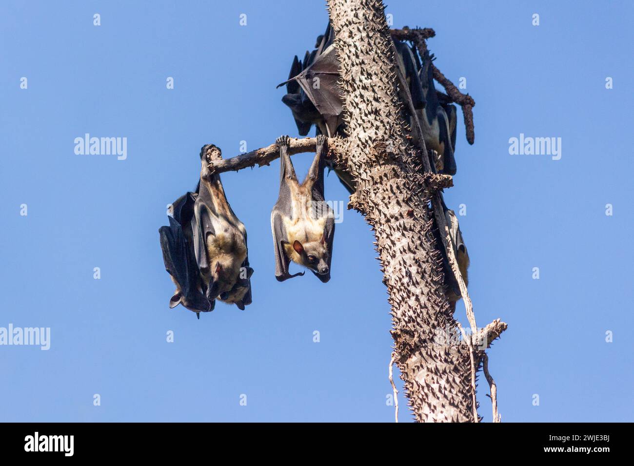 African bat colony urban hi-res stock photography and images - Alamy