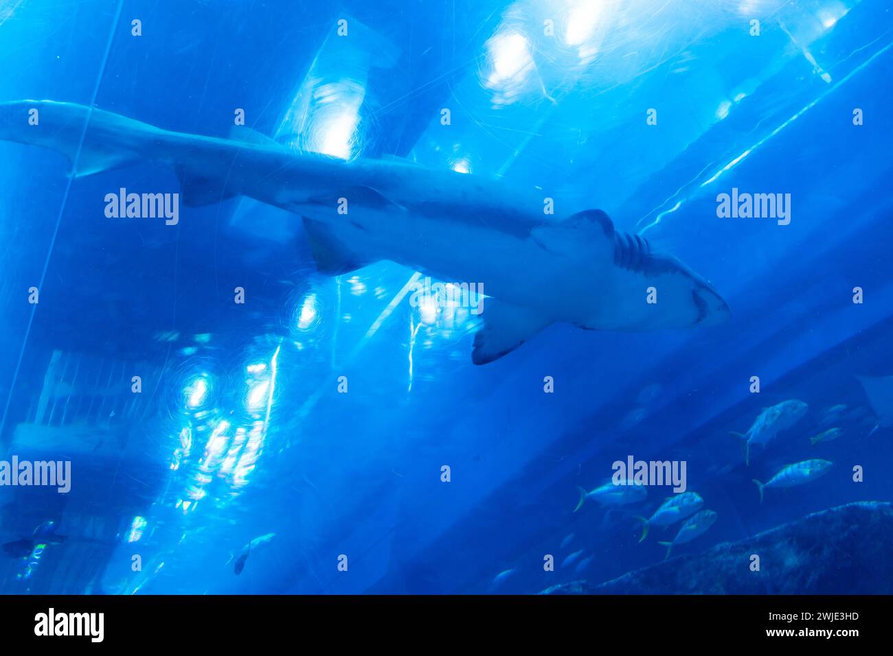 Dubai, United Arab Emirates - March 12, 2023:Shark inside the famous ...