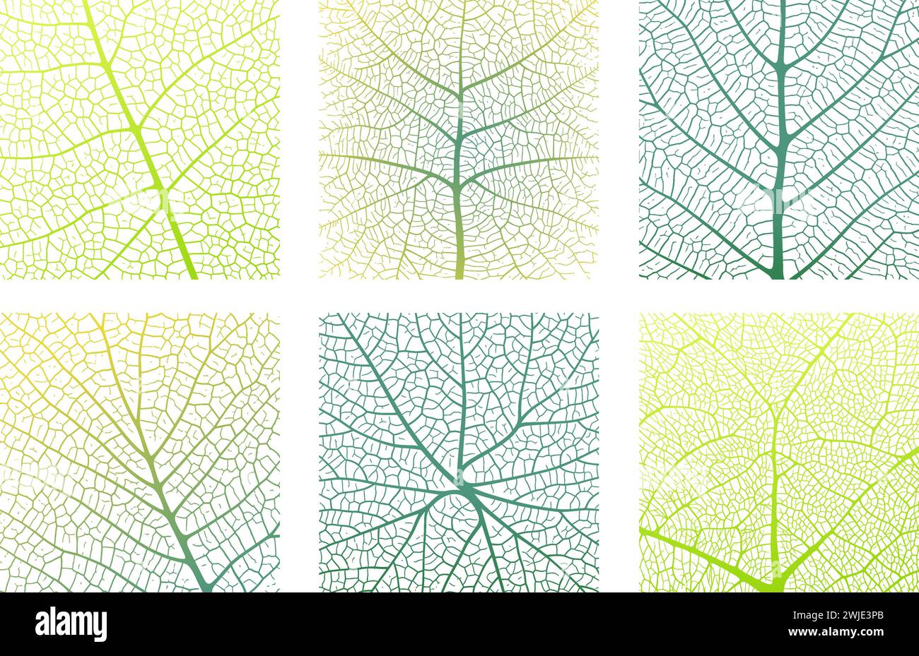 Leaf vein texture abstract background set with close up plant leaf ...