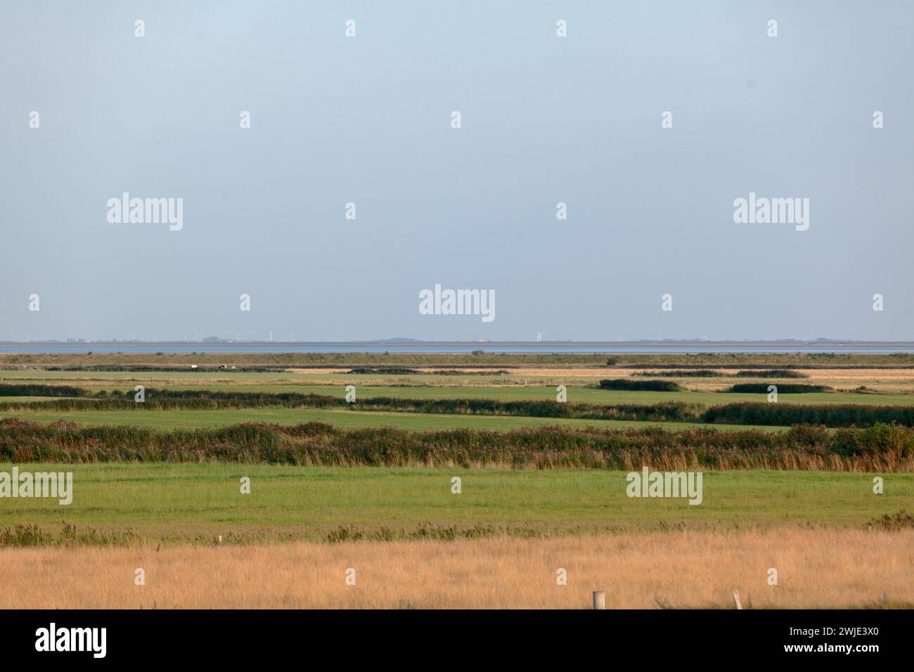 Animals in nature Stock Photo - Alamy