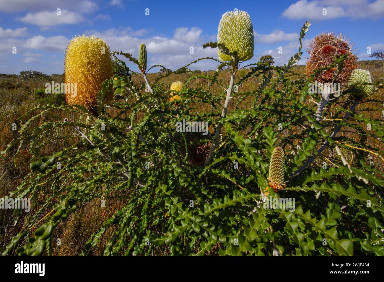 Showy banksia (Banksia speciosa) with yellow flowers in various stages ...