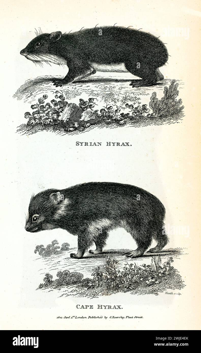 Hyrax syriacus hi-res stock photography and images - Alamy