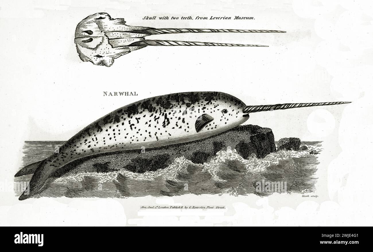 Narwhal image hi-res stock photography and images - Alamy