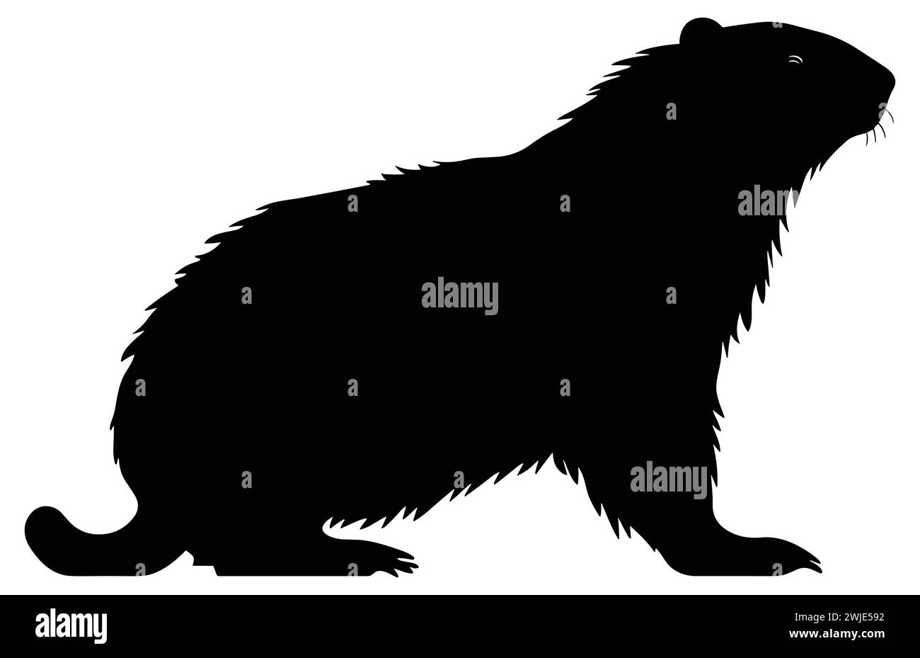Black and white groundhog Cut Out Stock Images & Pictures - Alamy