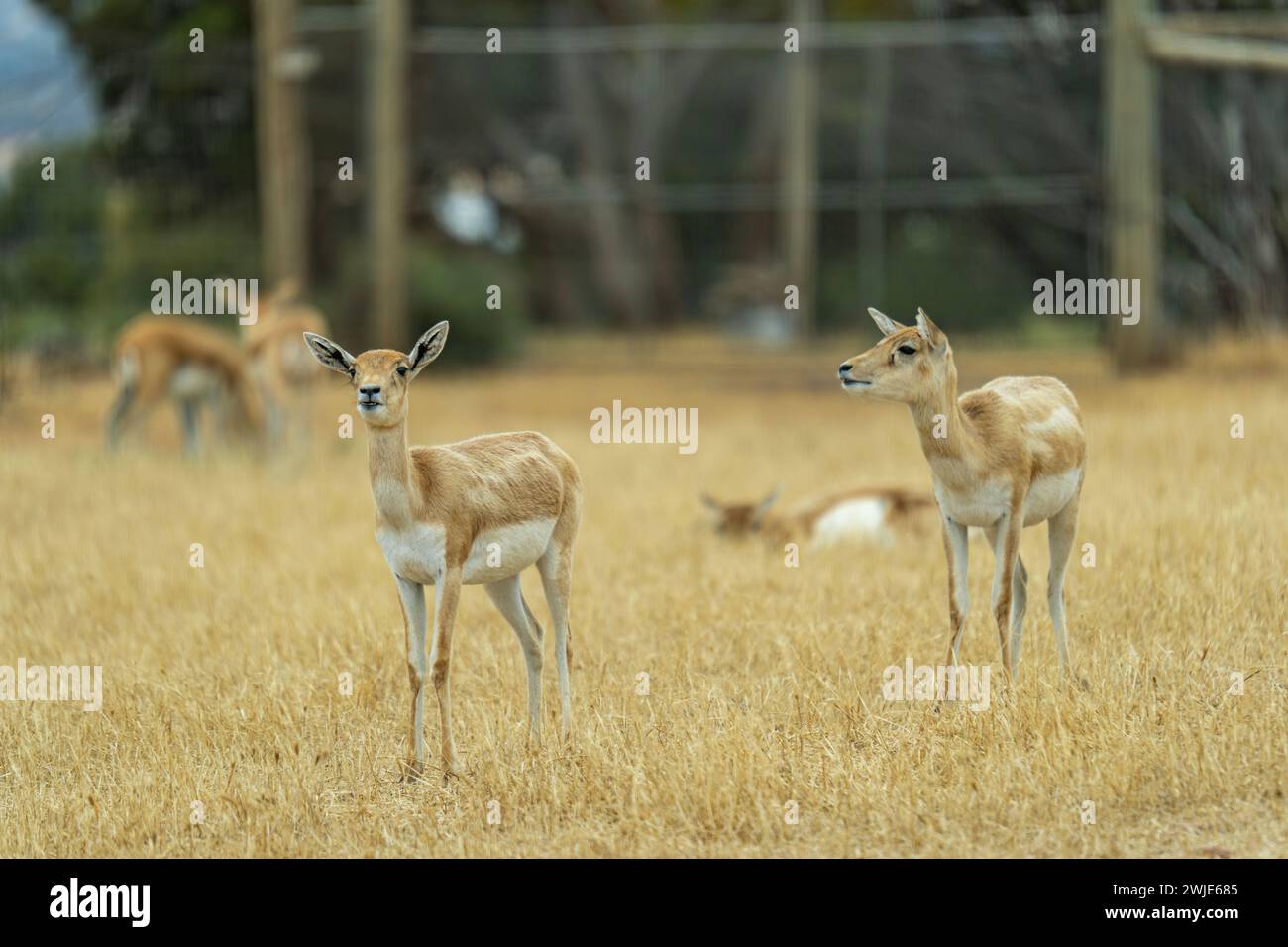 Indian blackbuck young hi-res stock photography and images - Alamy