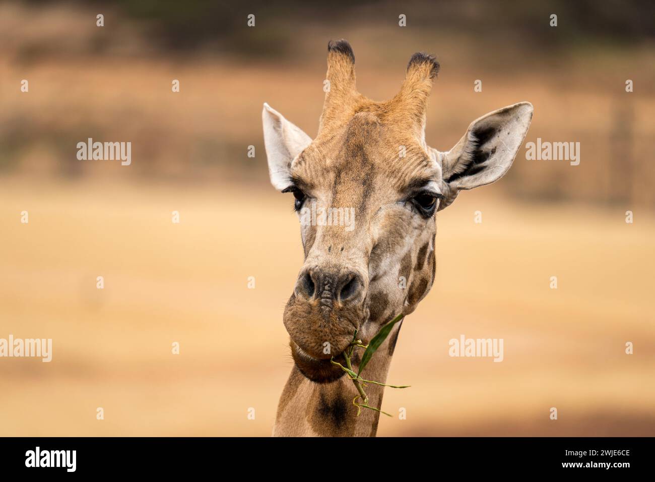 Giraffe feeding at Monarto Safari Park, South Australia Stock Photo - Alamy
