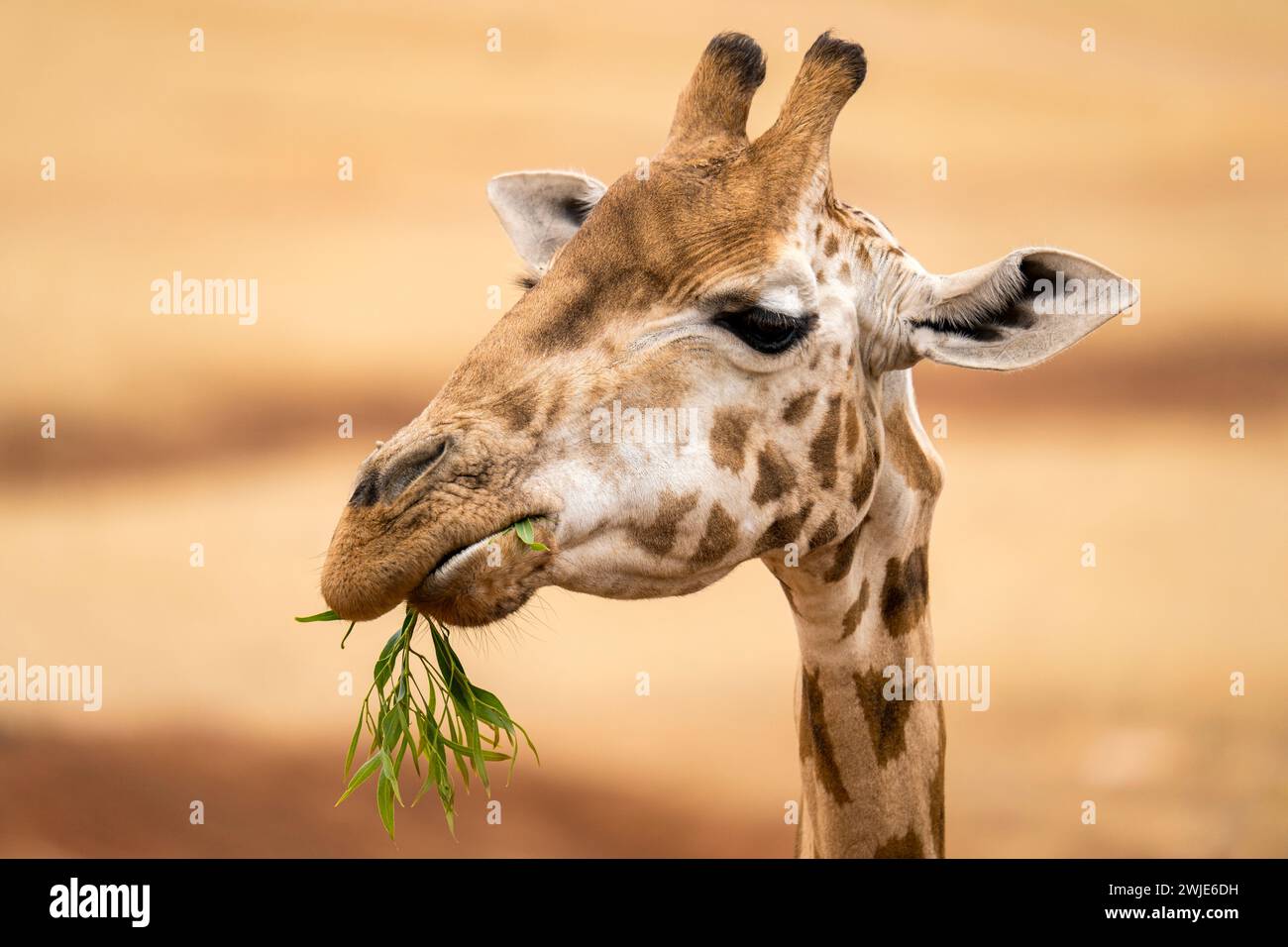 Monarto safari zoo hi-res stock photography and images - Alamy