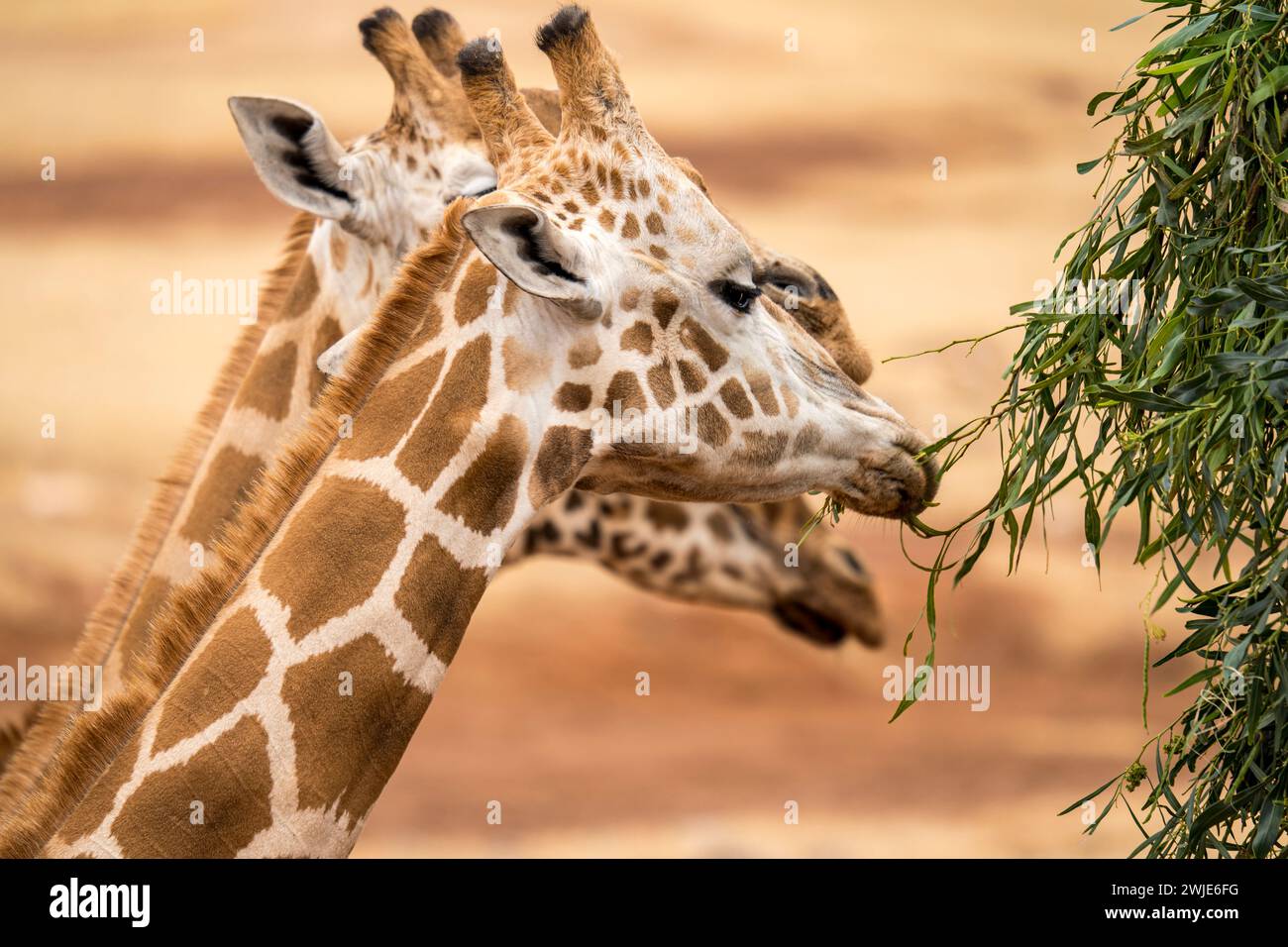 Monarto safari park hi-res stock photography and images - Alamy