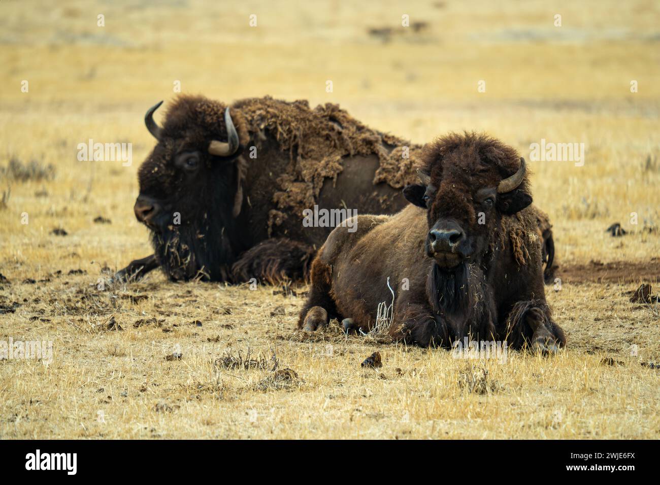 Bisons american grassland hi-res stock photography and images - Alamy
