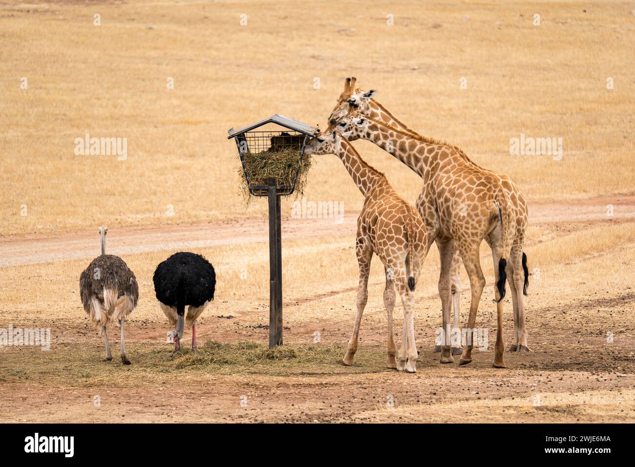 Monarto safari park hi-res stock photography and images - Alamy