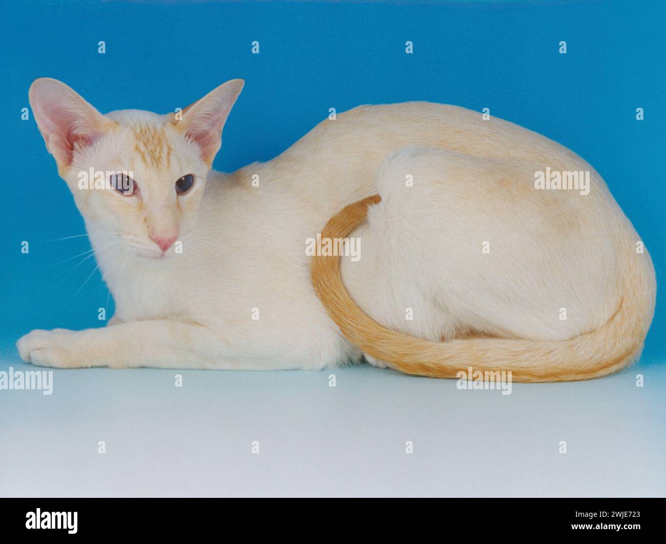 Tortie point siamese cat hi-res stock photography and images - Alamy