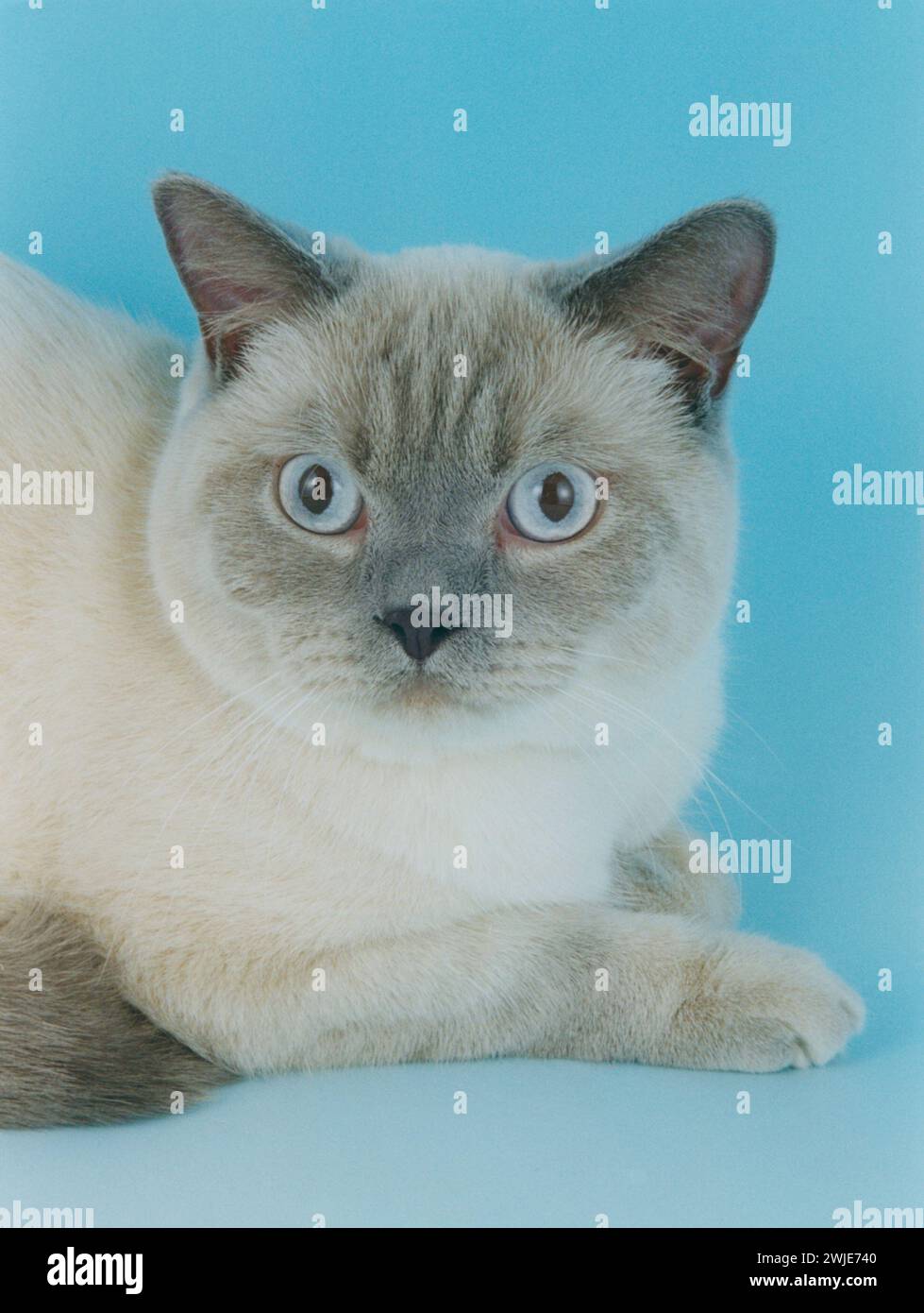 British Shorthair Blue Colourpoint Bsh Stock Photo - Alamy