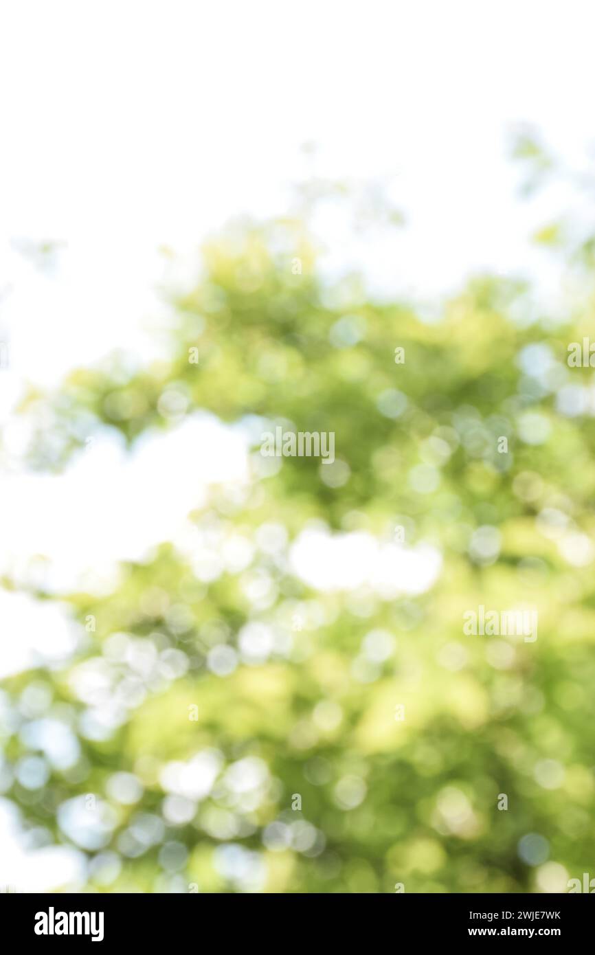 Blur background green park garden nature bright sunny forest. Blurry ...