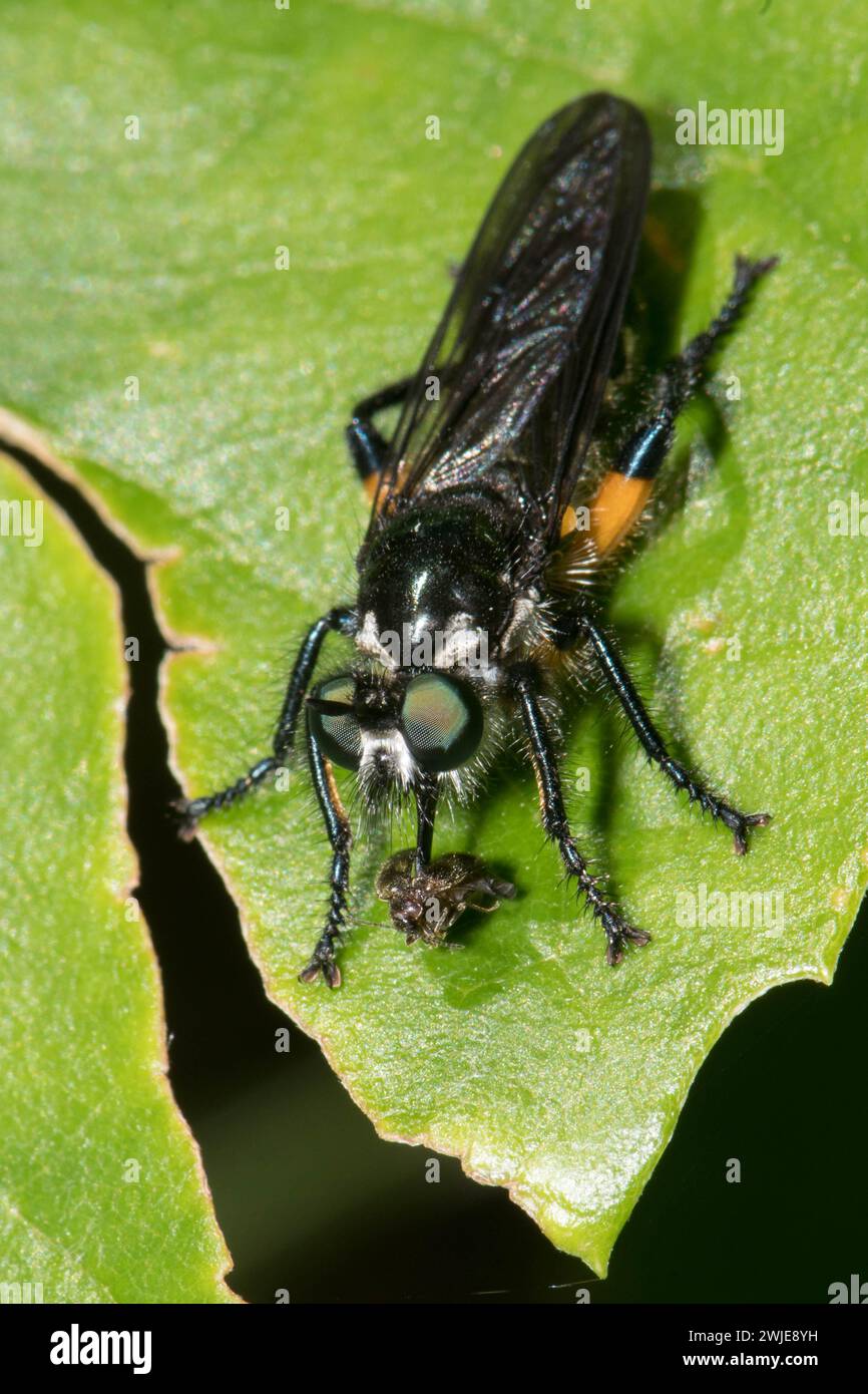 Asilidae robber fly hi-res stock photography and images - Alamy