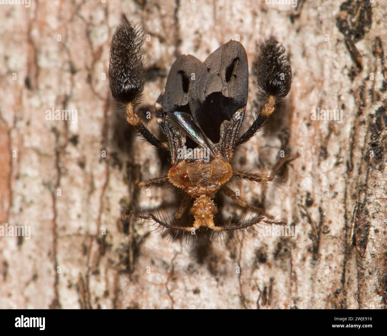 Australian assassin bug hi-res stock photography and images - Alamy