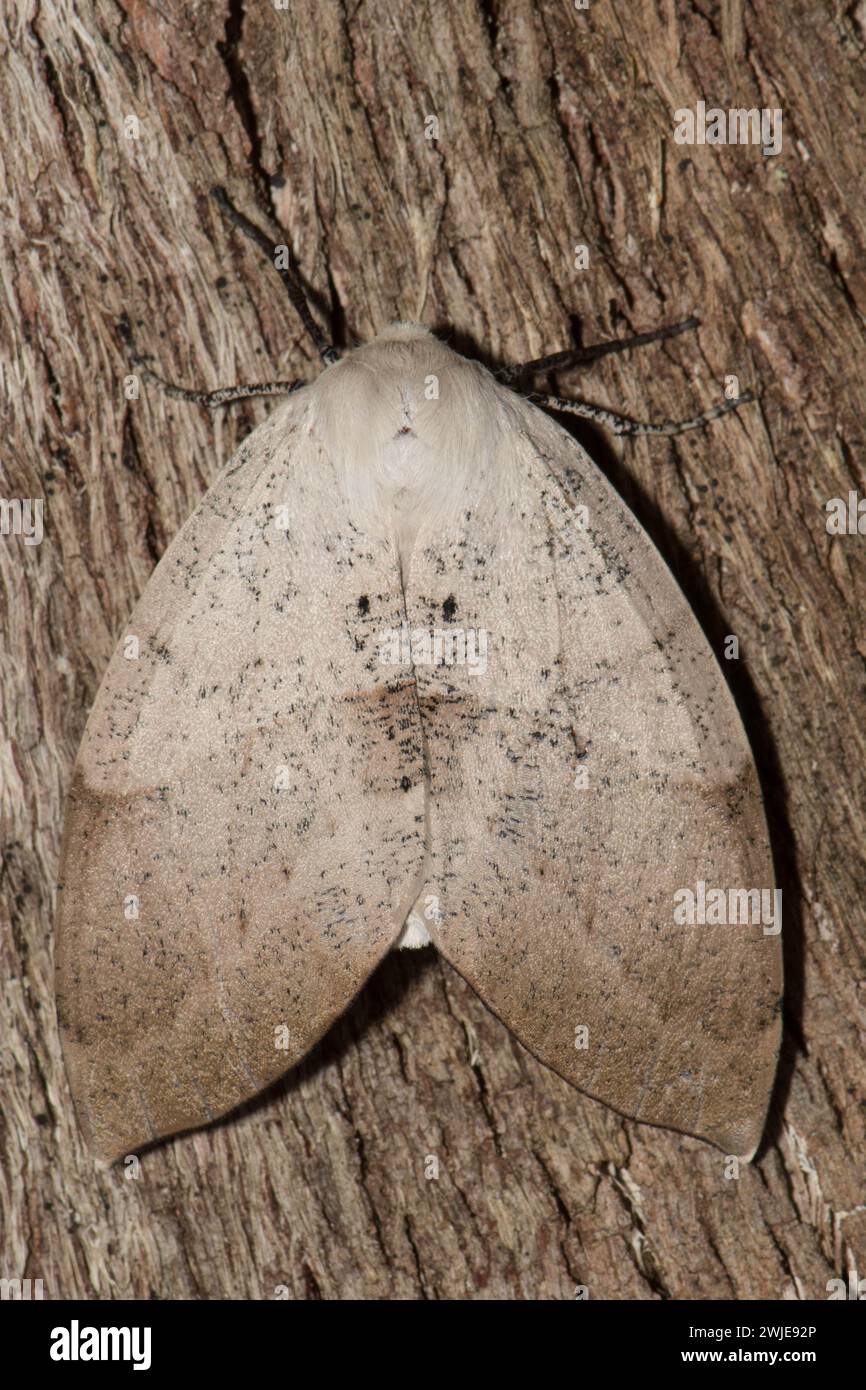 Fallen Bark Moth, female Stock Photo - Alamy
