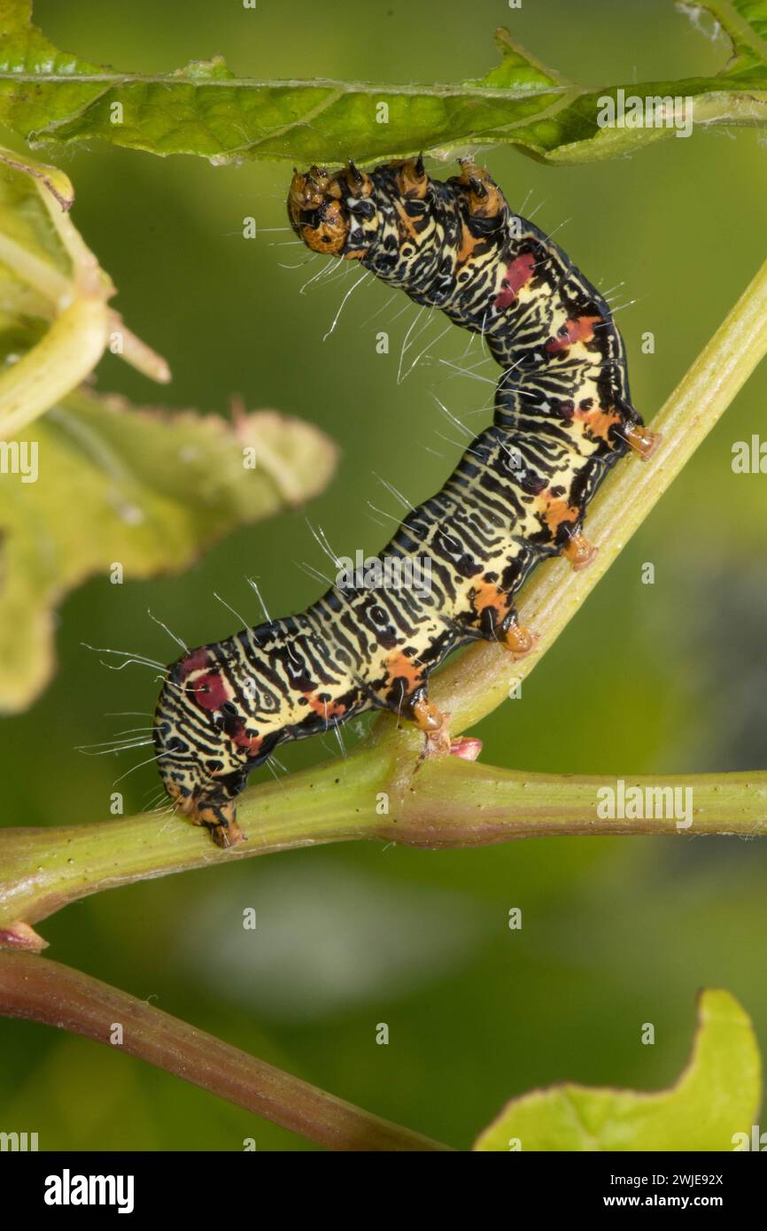 Australian grape vine moth hi-res stock photography and images - Alamy