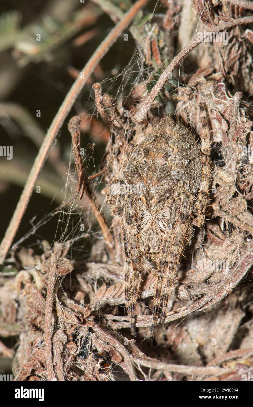 Australasian Garden Orb-Weaver in its daytime hide Stock Photo - Alamy