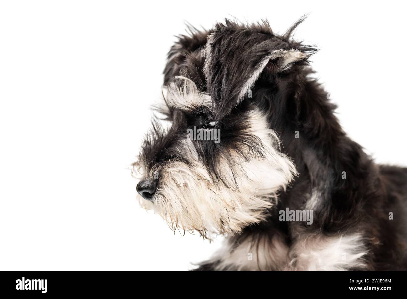 Portrait of a miniature schnauzer puppy looking to the side isolated on ...