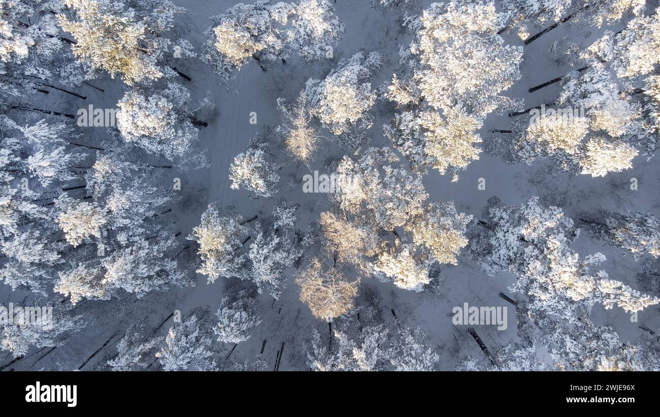 Aerial view of the winter forest of pines Stock Photo - Alamy