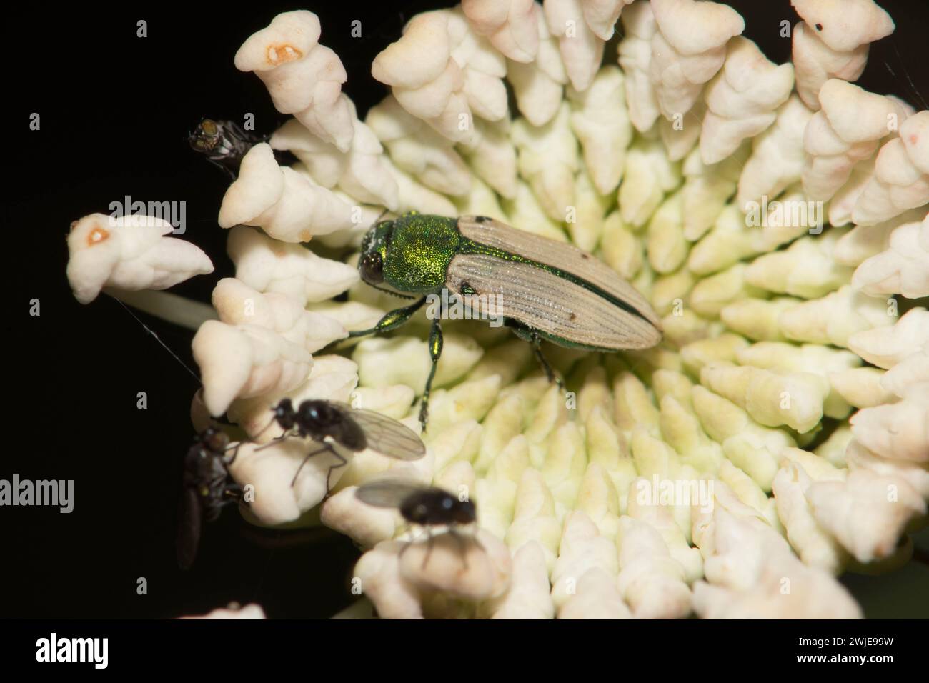 Australian native beetle hi-res stock photography and images - Alamy
