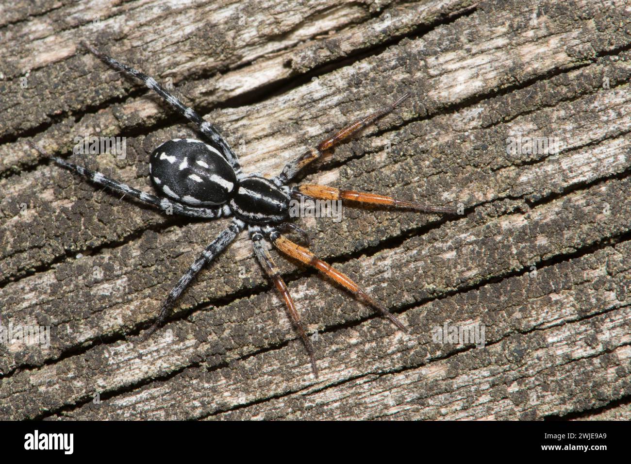 Spotted Ground Swift Spider Stock Photo - Alamy