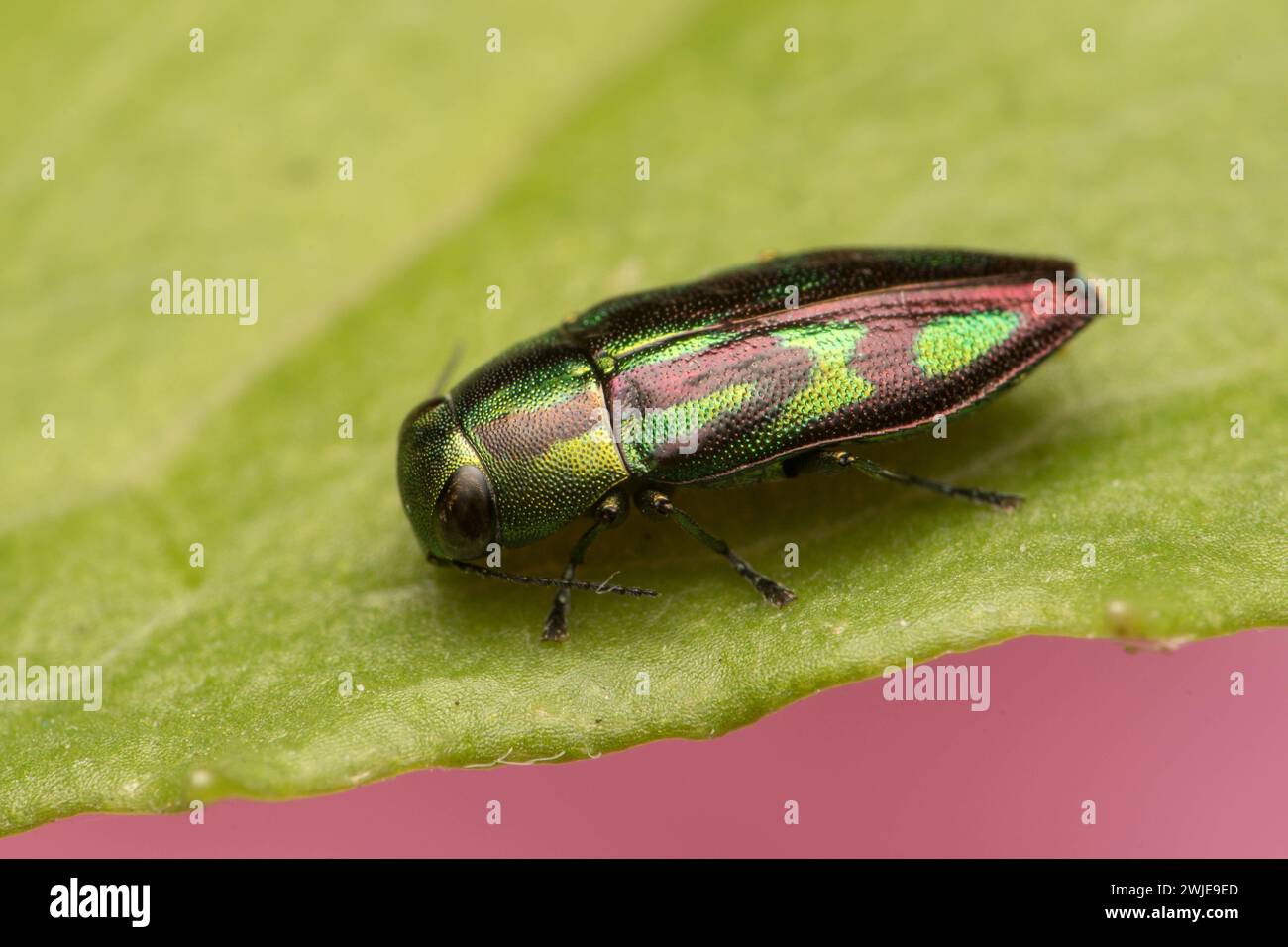 Melobasis purpurascens hi-res stock photography and images - Alamy