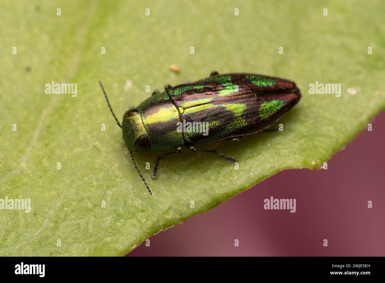 Melobasis purpurascens hi-res stock photography and images - Alamy