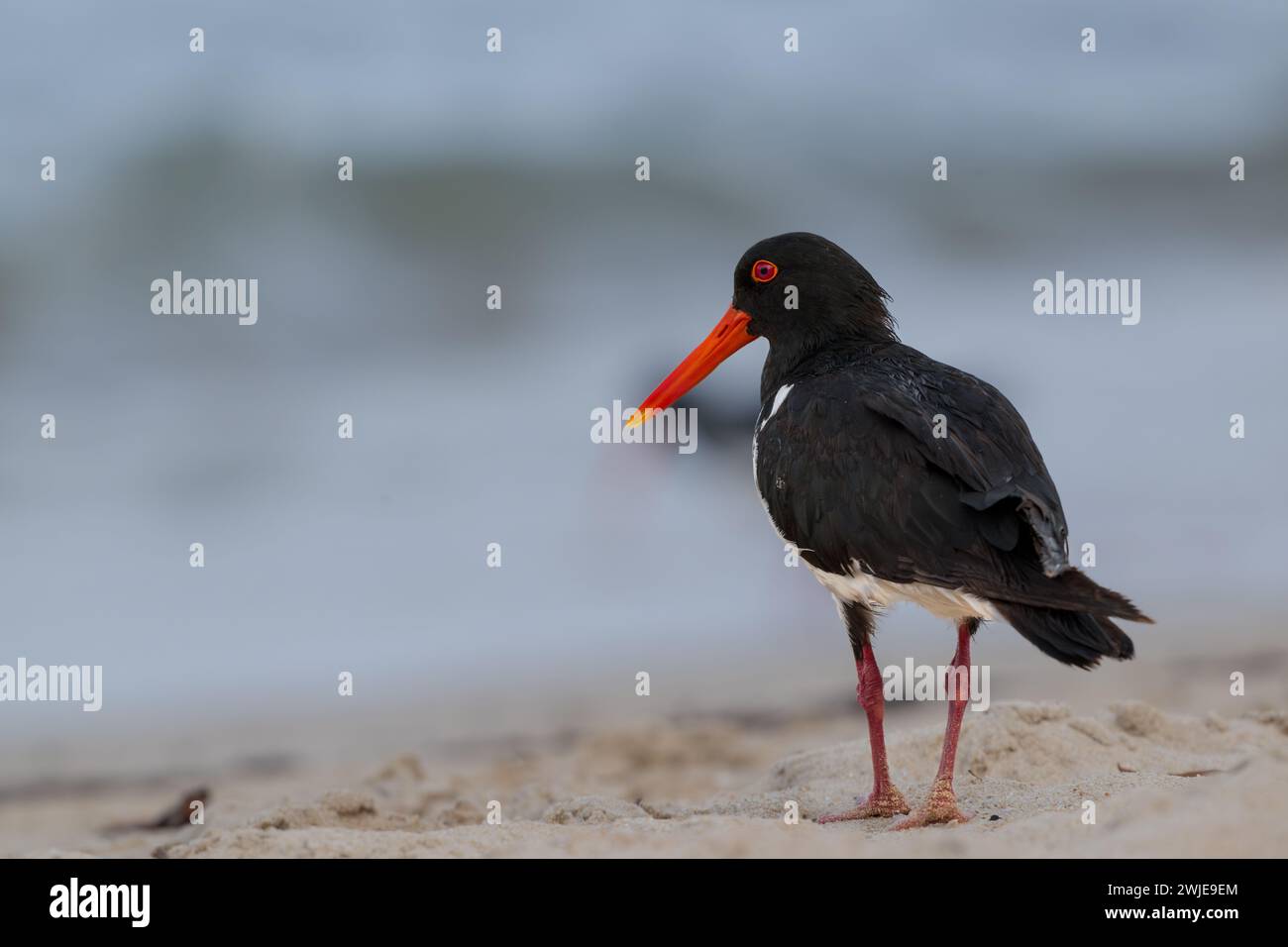 A solitary oyster-catcher forages for shellfish along the shoreline of ...