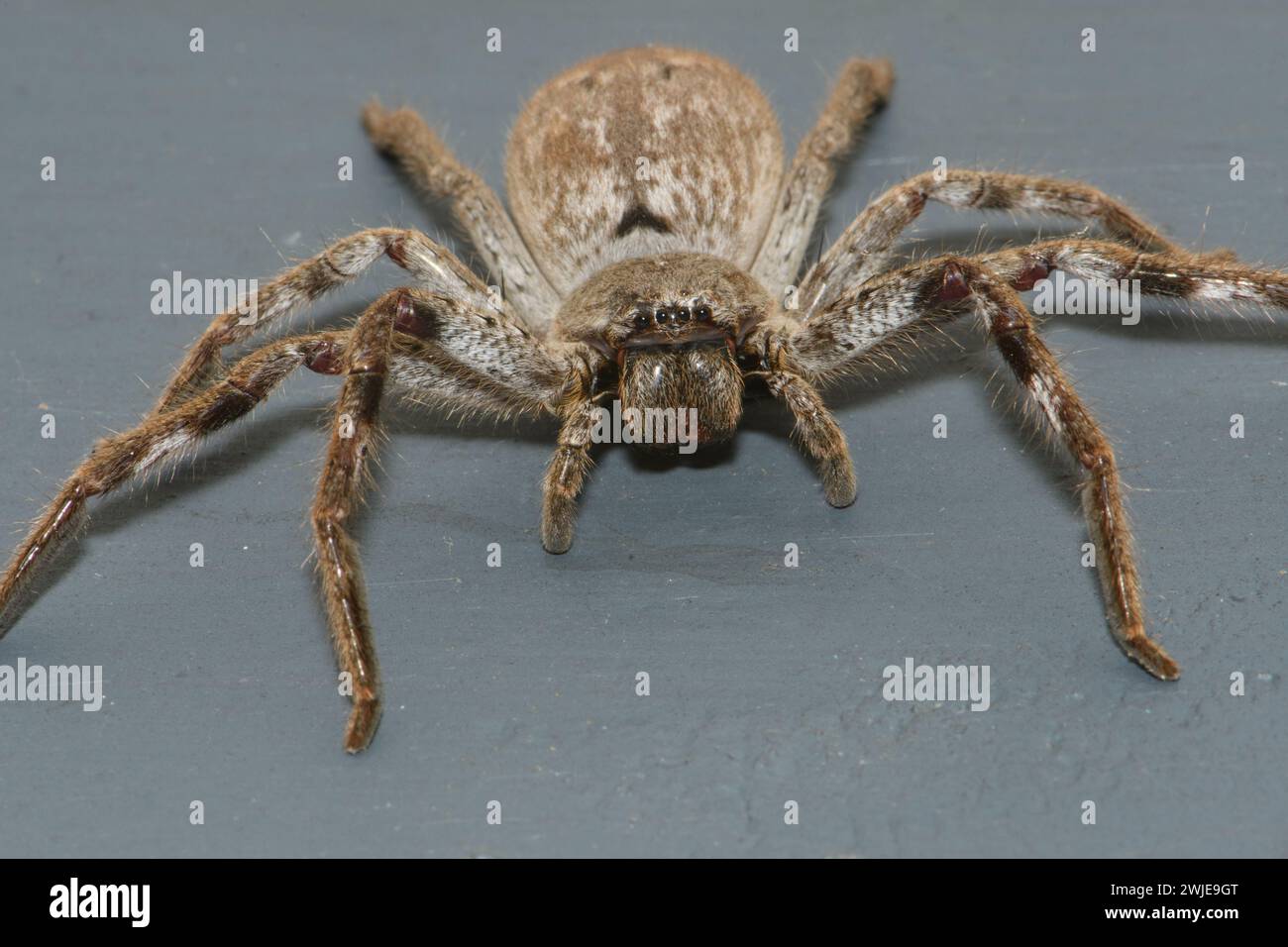 Victorian wildlife hi-res stock photography and images - Alamy