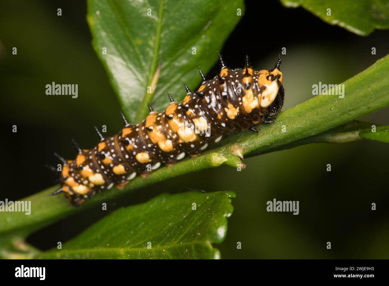 Dainty Swallowtail larva on Finger Lime Stock Photo - Alamy