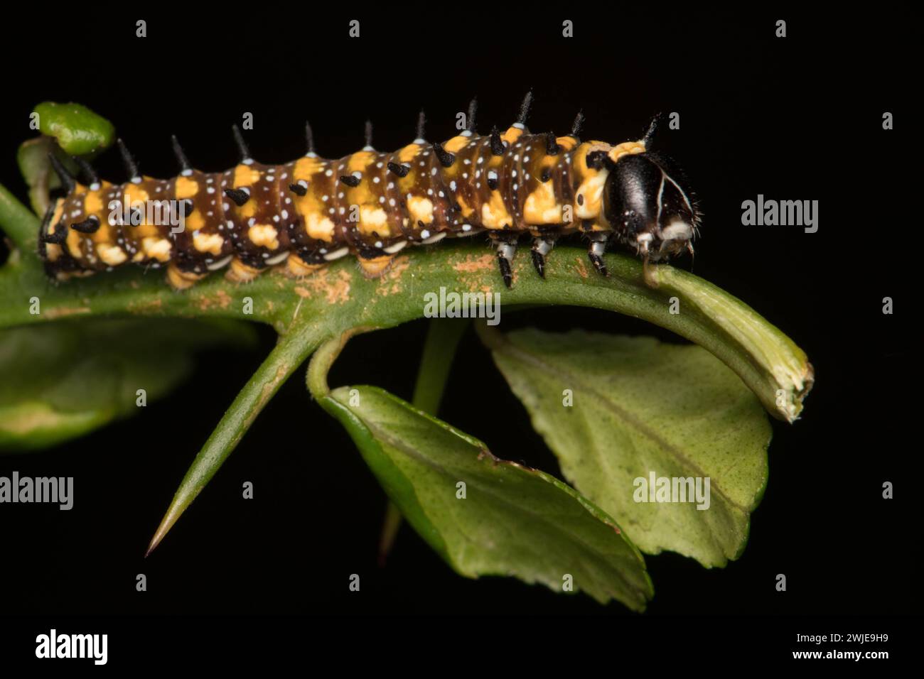 Citrus swallowtail butterfly caterpillar hi-res stock photography and ...