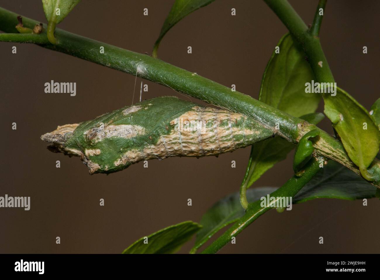 Dainty Swallowtail Pupa on Finger Lime Stock Photo - Alamy