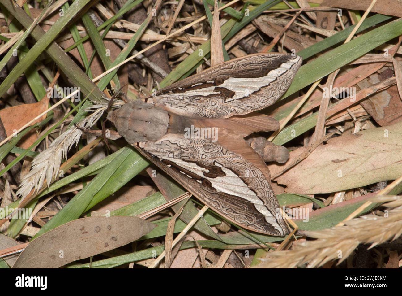 Labyrinthine Ghost Moth attracted to UV lamp Stock Photo - Alamy
