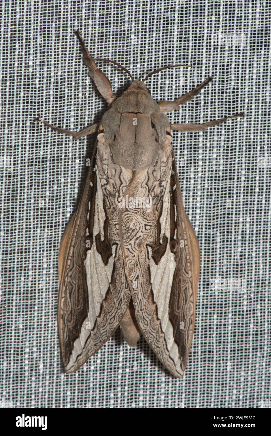 Abantiades labyrinthicus hi-res stock photography and images - Alamy